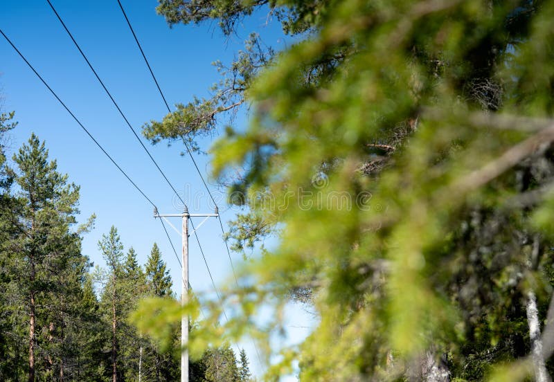Power Supply Line with Three Wire Poles, Sunny Day, Pine Tree Forest ...