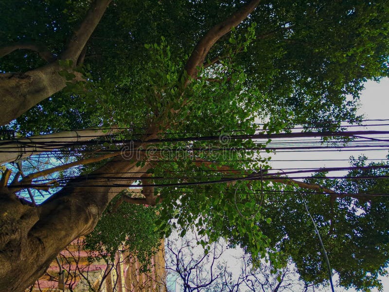 Power and Telephone Cables, Sharing Space between a Leafy Tree Stock ...
