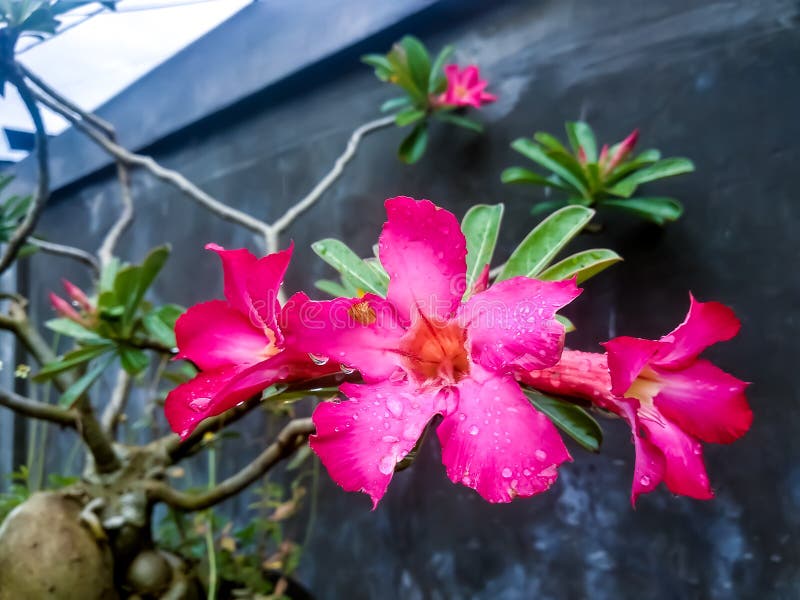 The Power of Three Kamboja Flower Stock Image - Image of power, tree ...