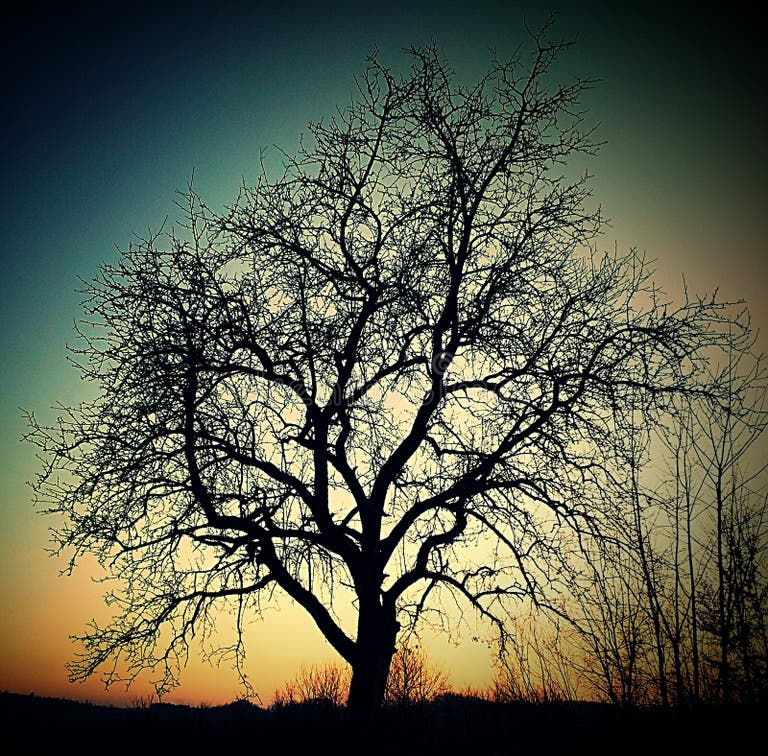 Power tree stock photo. Image of black, dark, tree, power - 106456942