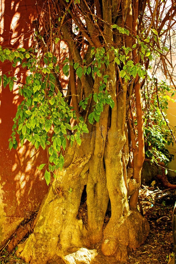 Power of the Tree, Power of Nature Stock Photo - Image of branches ...