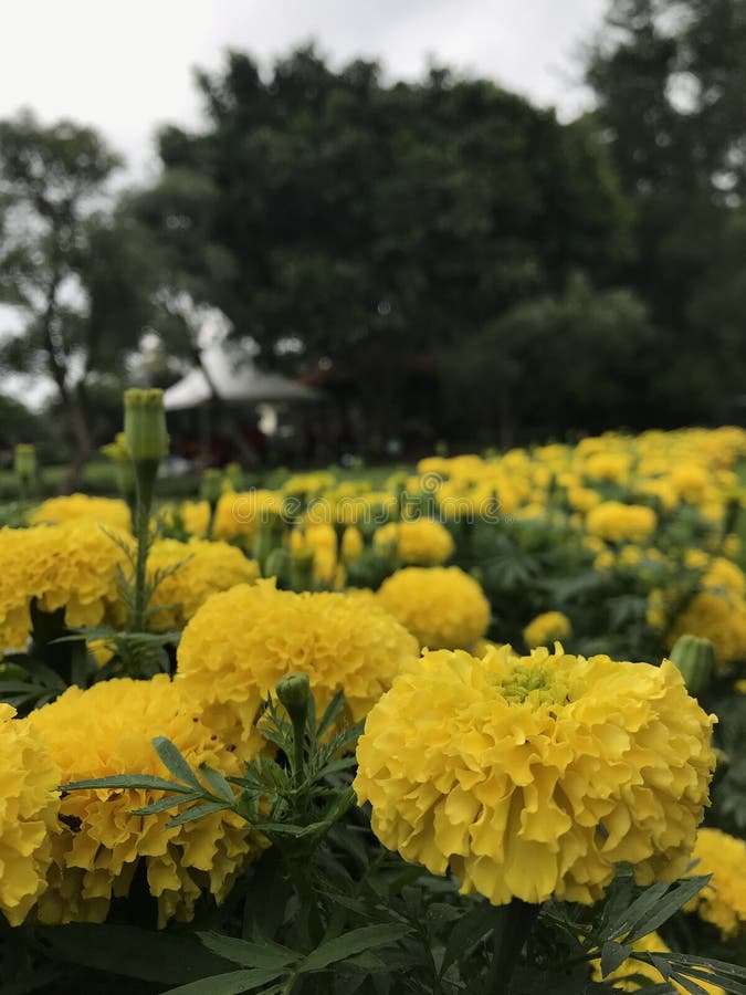 The power of yellow stock photo. Image of wildflower - 203889264