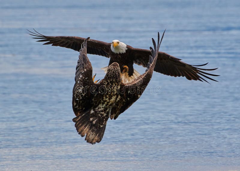 Powerful Bald Eagle and a Brown Hawk Flying Over a Blue Sea Stock Image ...