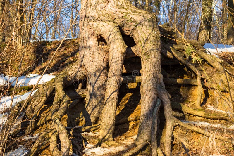Powerful Branched Roots of an Old Pine Tree Growing on a Sloping Slope ...