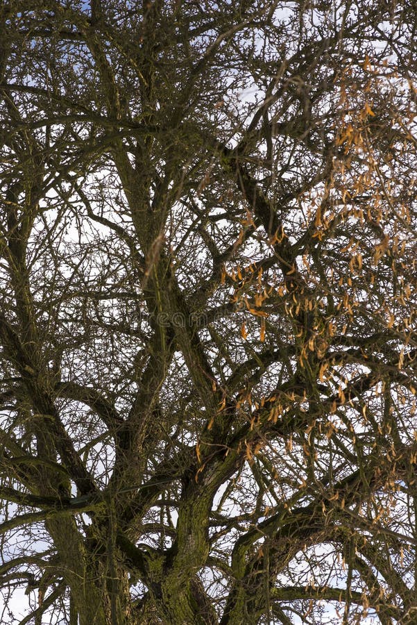 The Crown of the Old Large Fruit Tree. Stock Photo - Image of woodland ...