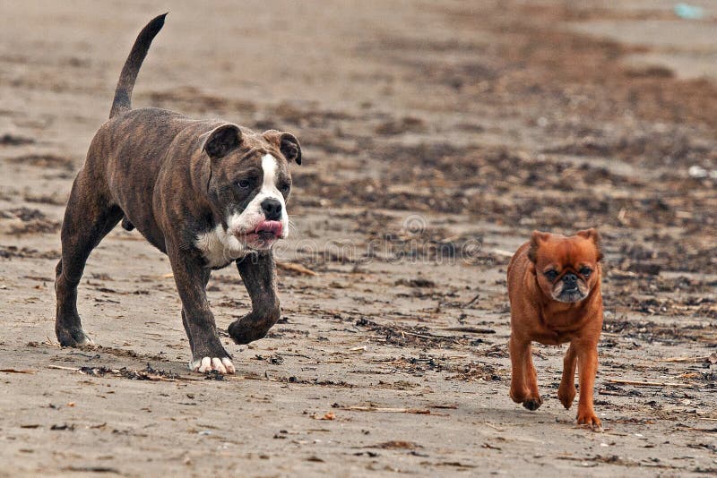 A Powerful Bulldog Follows a Thinner Griffon Stock Photo - Image of ...