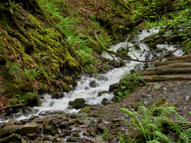 Powerful Creek with a Cascading Waterfall in the Forest in Spring ...