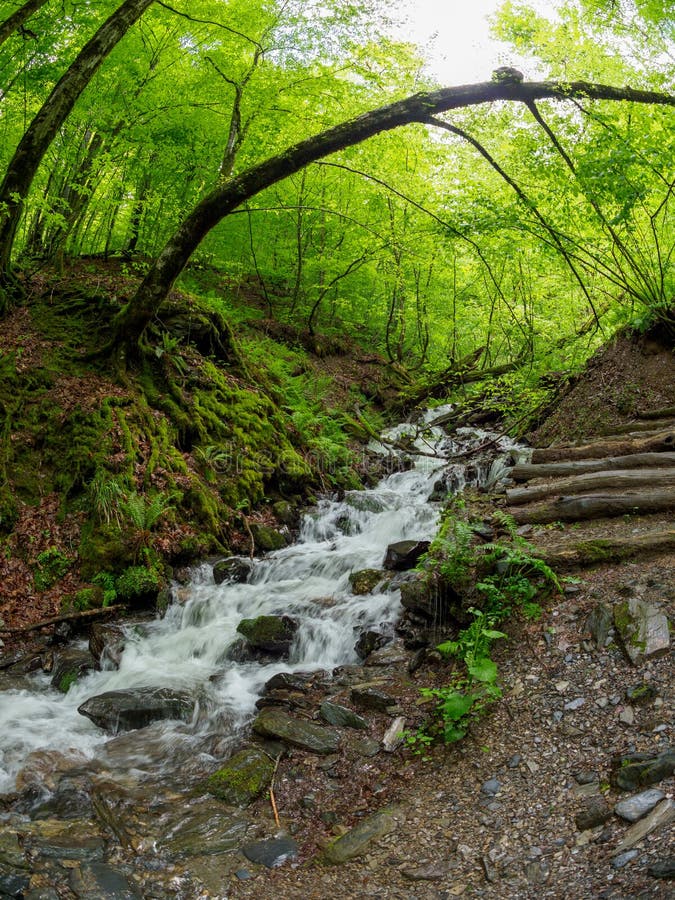 Powerful Creek with a Cascading Waterfall in the Forest in Spring ...