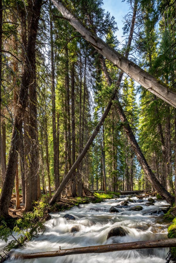 Powerful Creek Roars through Leaning Trees in a Forest Stock Photo ...