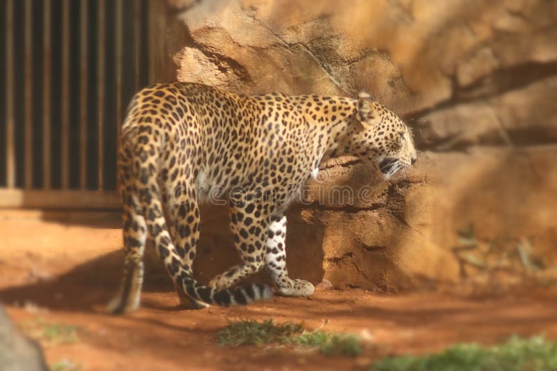 Powerful Dangerous Leopard Walking in the Zoo Stock Photo - Image of ...