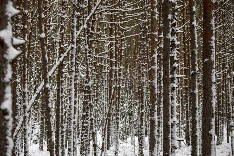 The Powerful Engine of a Car. Internal Design of Engine Stock Photo ...