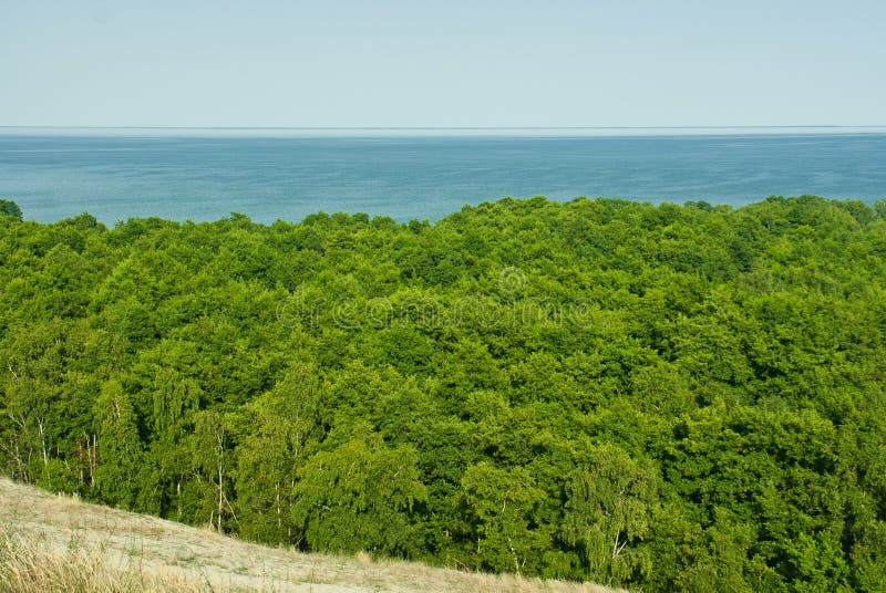 Powerful forest area stock photo. Image of clouds, dune - 64185012