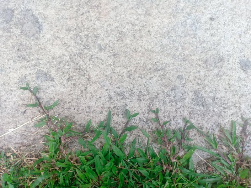 Green Plant Exceed To the Cement Floor Texture. Stock Photo - Image of ...