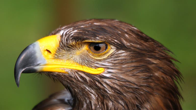 Powerful Hooked Beak of Harris S Buzzard with Blurred Background Stock ...