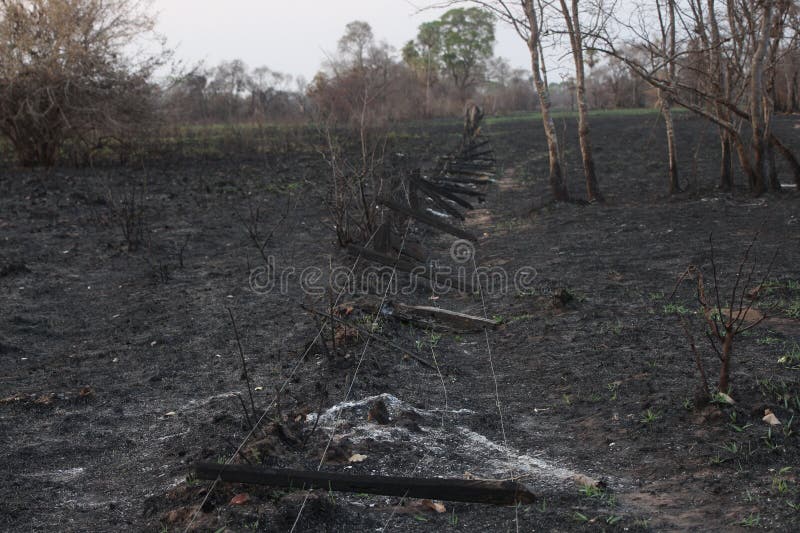 Aftermath of a Forest Fire – Burned Landscape and Collapsed Fence Stock ...