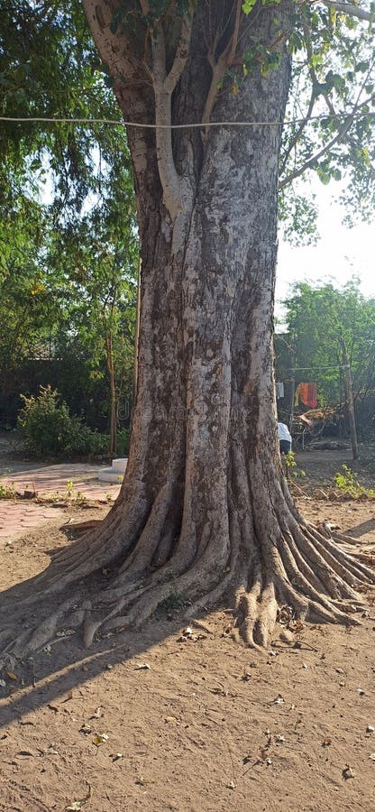 A Powerful Image of a Thick, Long Tree Trunk Stock Image - Image of ...