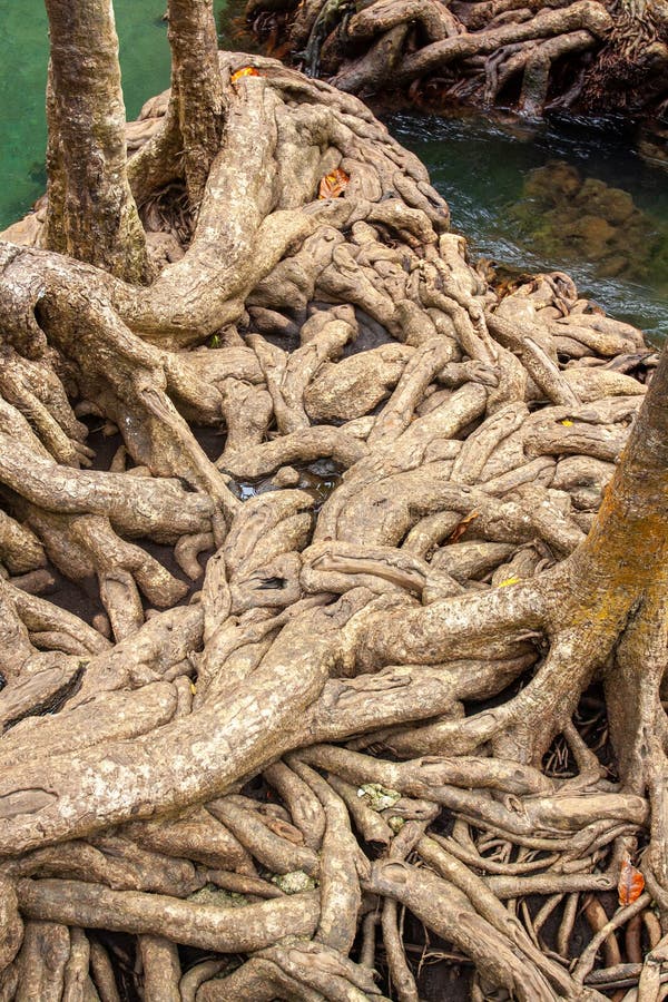 Powerful Intertwined Root System of Mangrove Trees in the Water ...