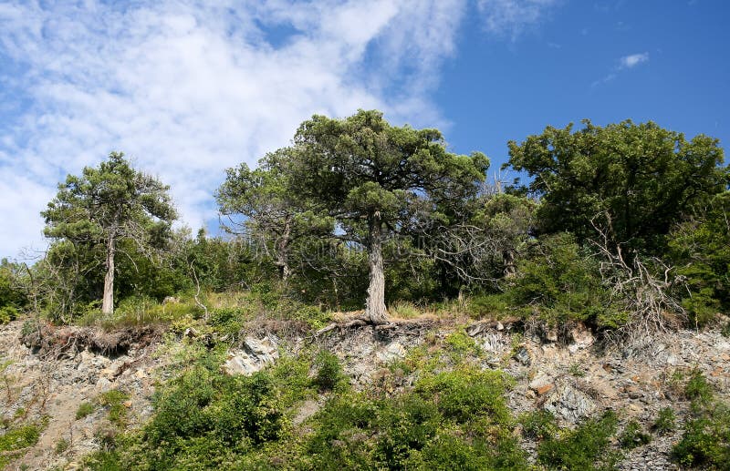 Powerful Juniper Trees on Blue Sky Background in Summer. Stock Image ...