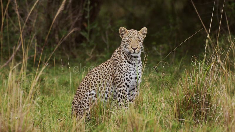 Powerful Leopard with Beautiful Markings Sitting Peacefully in Tall ...