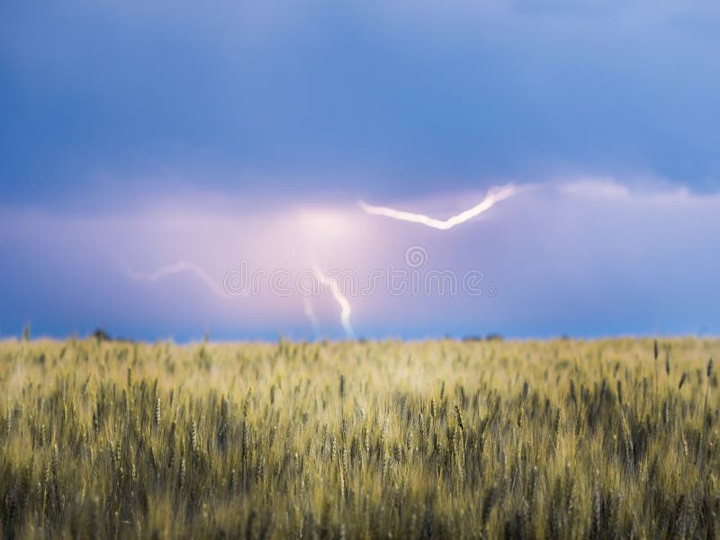Powerful Lightning Over a Field of Wheat Stock Image - Image of outdoor ...