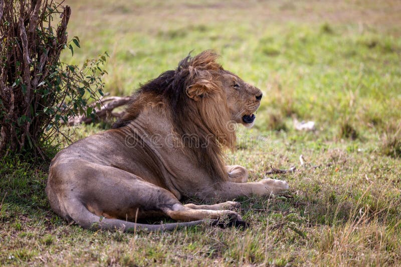 Powerful Lion Lying in a Grassy Savannah, Surrounded by a Verdant ...