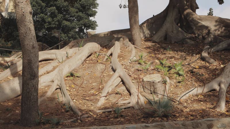 Powerful Long Roots Around a Large Tree at Dawn, Breaking . Camera ...
