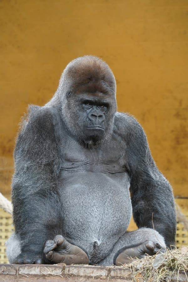 Powerful and Majestic: Portrait of a Captive Silverback Gorilla Stock ...