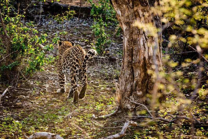 Powerful male leopard stock image. Image of savannah - 82213131