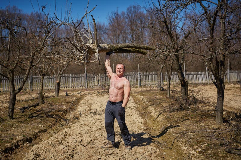 Powerful Man Raising a Tree in an Orchard Stock Image - Image of farmer ...