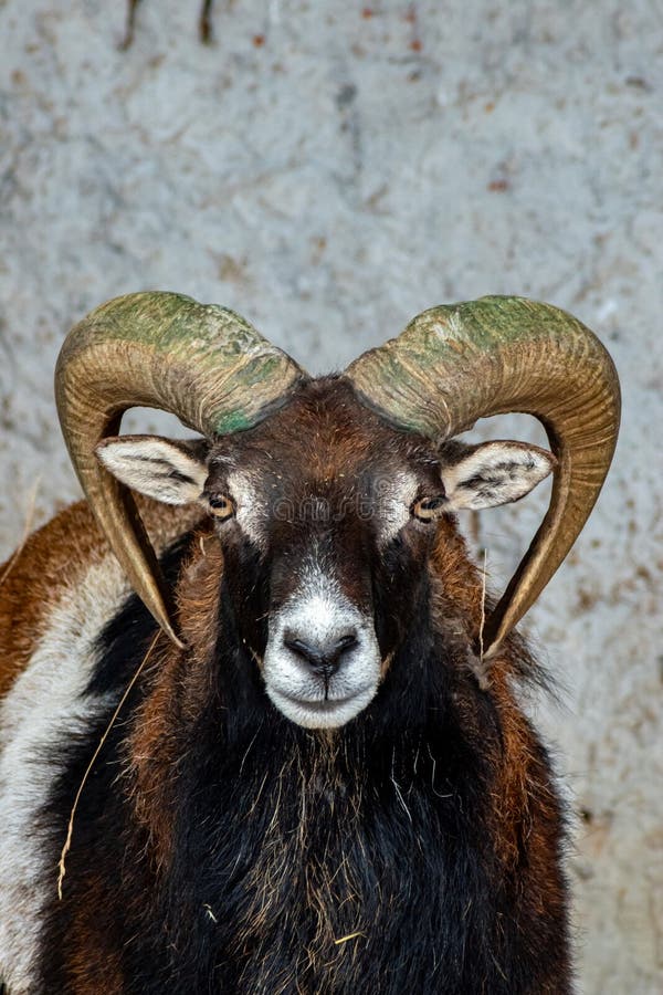 Powerful Mouflon Headshot Showing Thick Horns and Sharp Eyes Stock ...
