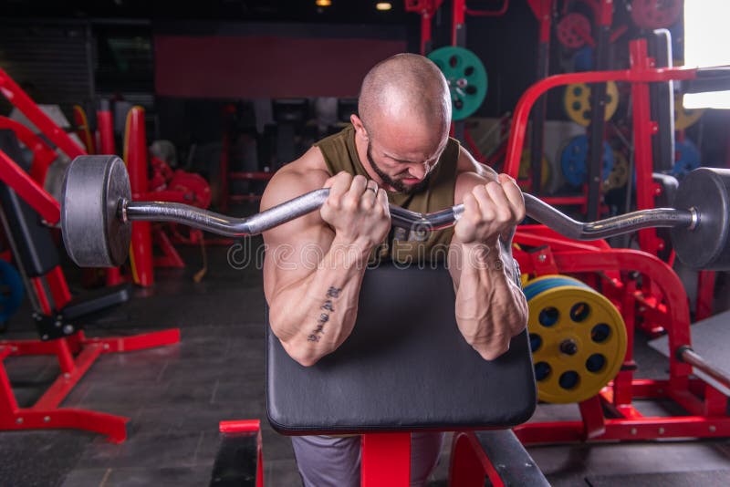 Powerful Muscular Man Doing Biceps Exercise with Barbell on the Bench ...