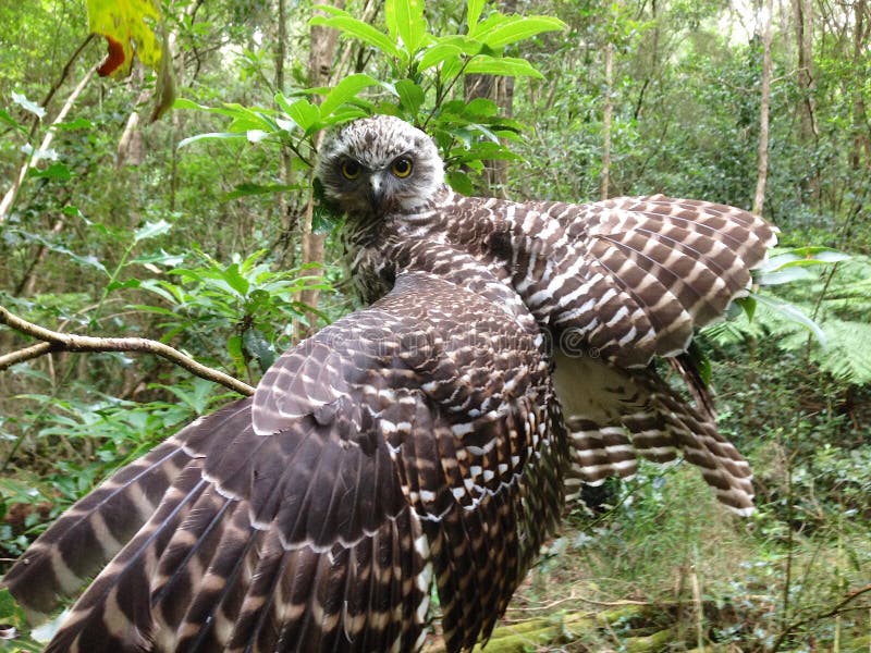 Powerful owl bird stock photo. Image of powerful, feathers - 85316324
