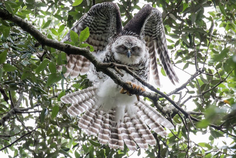 Powerful Owl stock image. Image of powerful, bird, strenua - 191852765