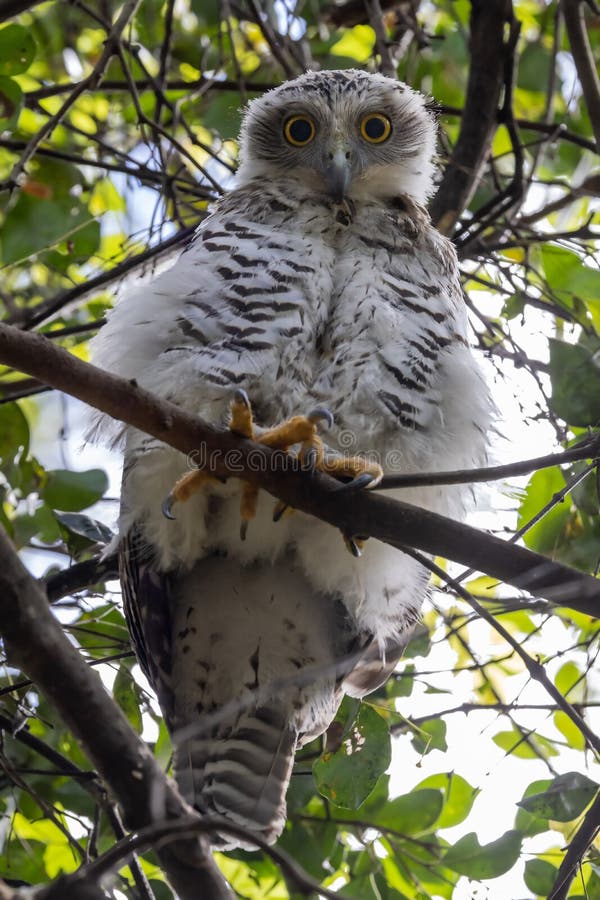 Powerful Owl roosting stock photo. Image of nocturnal - 234818144