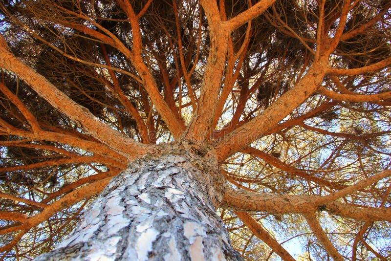 Powerful Branches Of A Tree Growing From The Trunk At The Very Ground ...