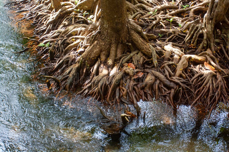 Powerful Root System Mangrove Trees Water Horizontal Stock Photos ...