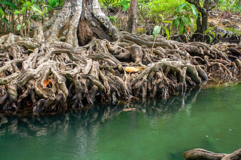 Powerful Root System of Mangrove Trees in Water. Horizontal Stock Image ...
