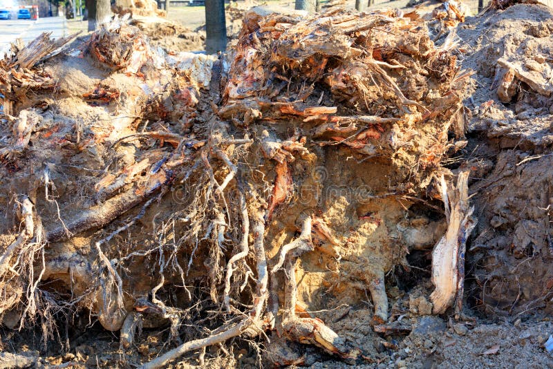Roots of uprooted tree stock image. Image of soil, trunk - 21789143