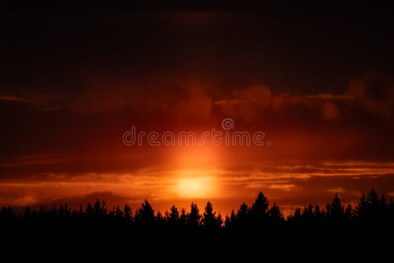 Fiery Sunset Behind Pine Forest in Lithuania Stock Image - Image of ...