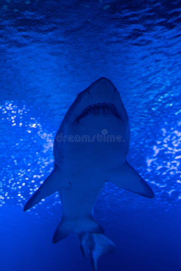 Shark Swimming in Deep Blue Ocean Stock Image - Image of dramatic, deep ...