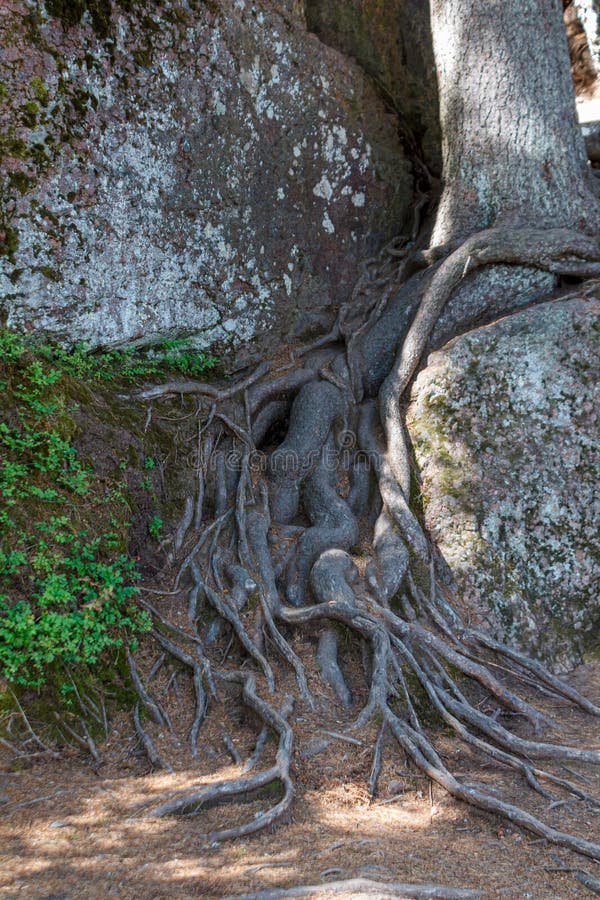 Powerful Spreading Tree Roots from the Ground, Ancient Forest, Northern ...