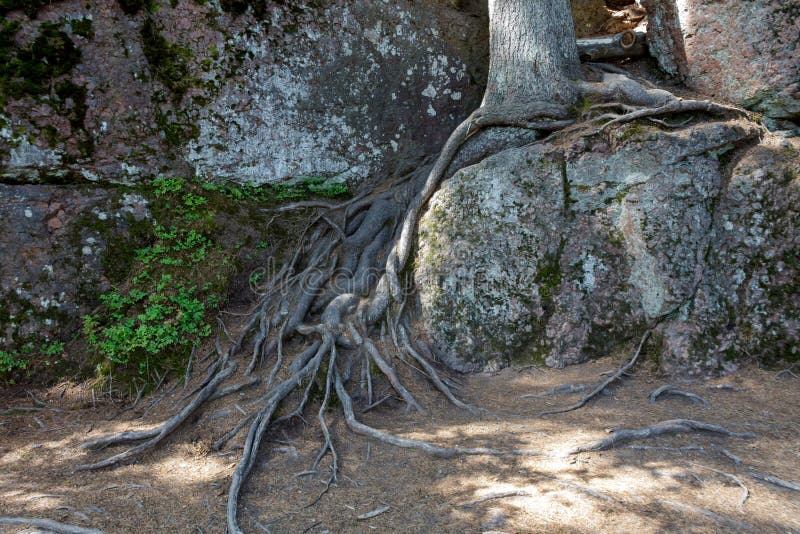 Powerful Spreading Tree Roots from the Ground Stock Photo - Image of ...