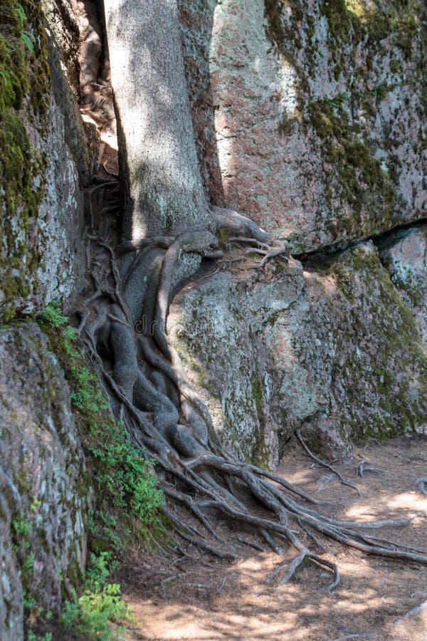 Powerful Spreading Tree Roots from the Ground, Ancient Forest, Northern ...