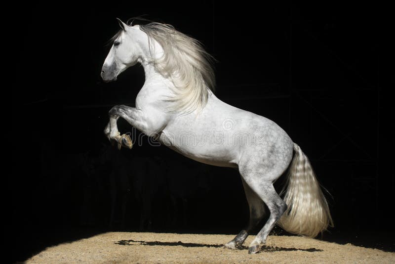 Powerful Stallion Doing a Levade in Freedom Stock Photo - Image of ...