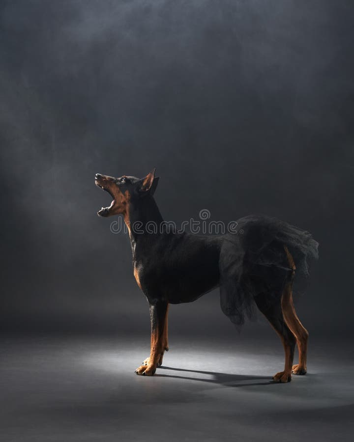 Standard Pinscher Dog Stands in Profile Against a Dark Backdrop Stock ...