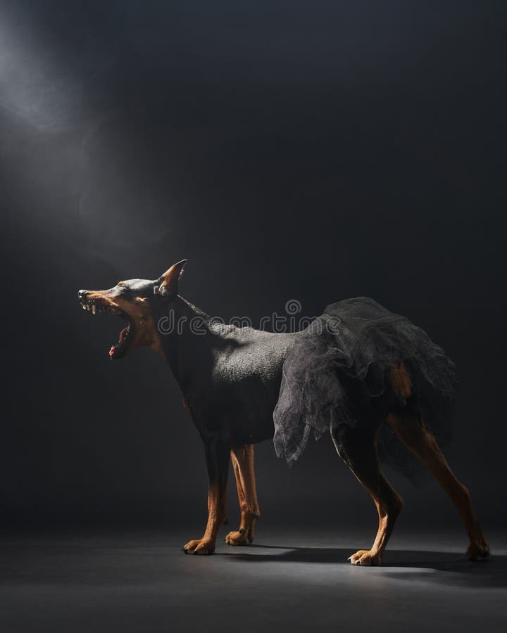 Standard Pinscher Dog Stands in Profile Against a Dark Backdrop Stock ...