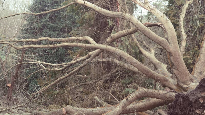 Exposed fallen tree roots stock image. Image of australia - 117874111