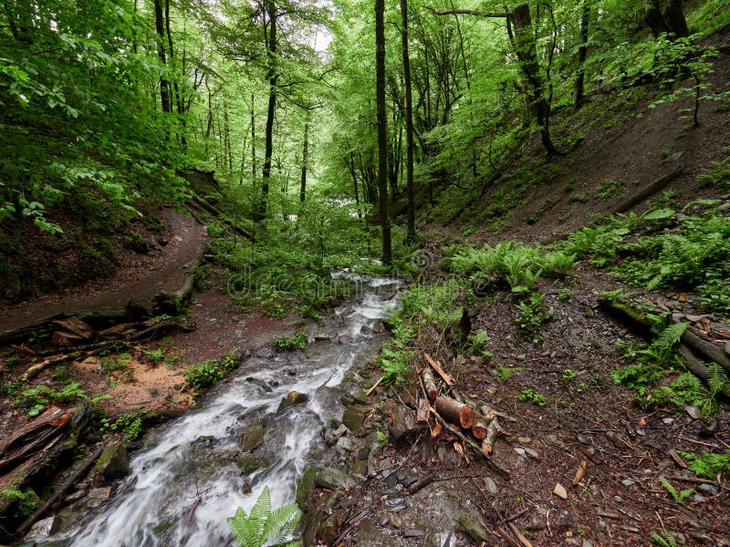 Powerful Stream in Spring Forest. Mountains in the Spring Stock Photo ...