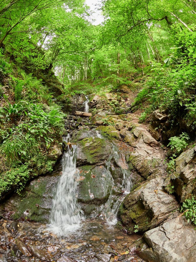 Powerful Stream in Summer Forest. Waterfall in the Forest Stock Image ...