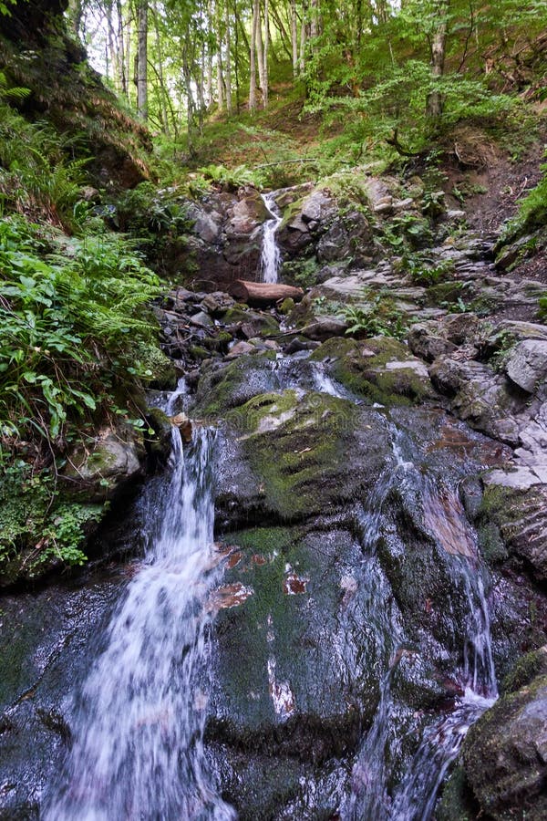 Powerful Stream in Summer Forest. Waterfall in the Forest Stock Photo ...
